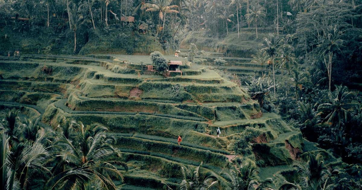 10 Kegiatan Wisata Di Ubud Favorit Wisatawan Wajib Anda Coba